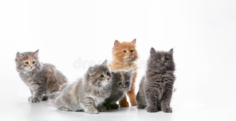 A Group of Fluffy Cute Multi-colored Kittens on a Gray Background, a ...