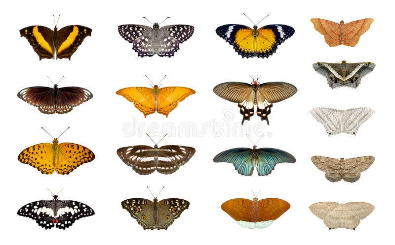 Insect Animal Icon Flat Isolated Black Silhouette Bug Ant Butterfly ... Insect Animal Icon Flat Isolated Black Silhouette Bug Ant Butterfly ...