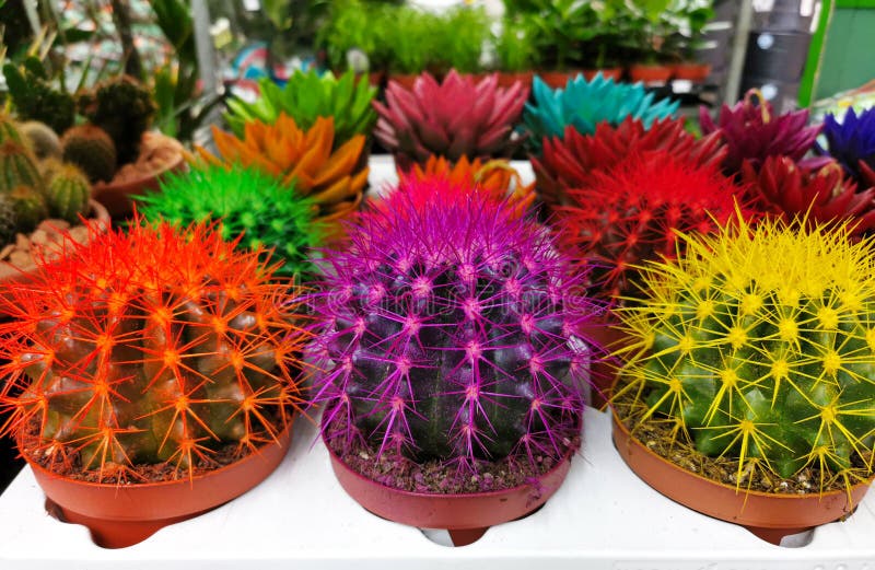 Colorful Cacti Cactus Plants Stock Image - Image of sharp, decorative ...