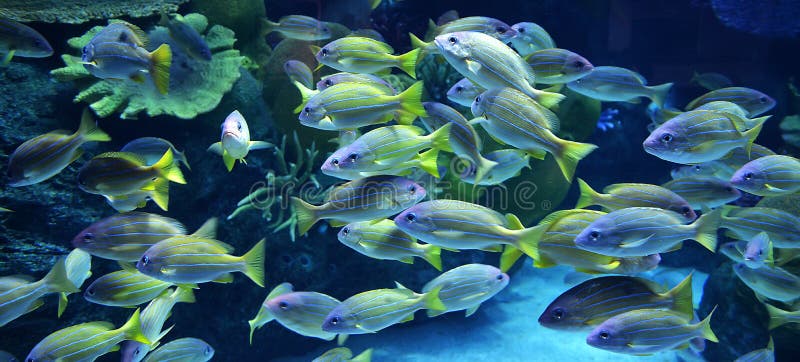 Group colorful fish stock photo. Image of blue, ocean - 54541110