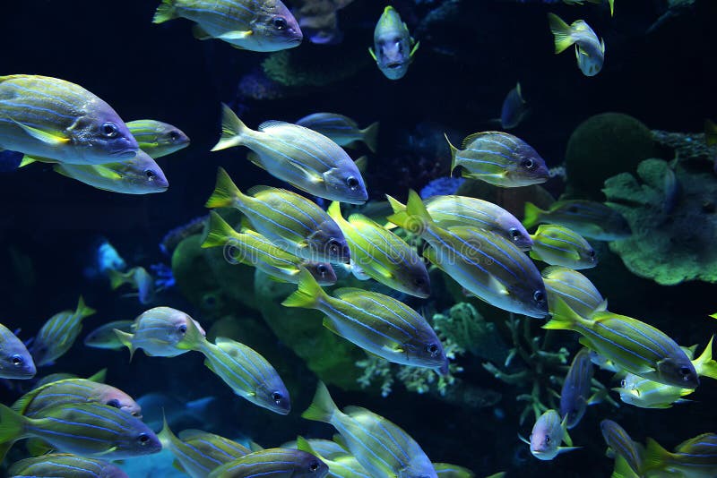 Group colorful fish stock photo. Image of aquarium, tropical - 54541280