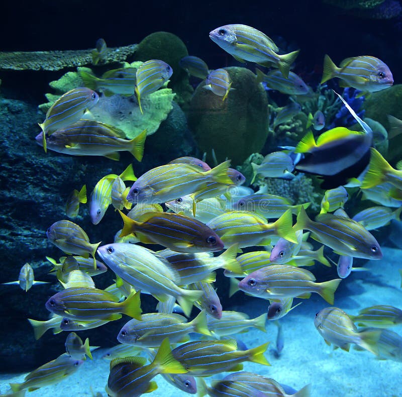 Group colorful fish stock photo. Image of heap, water - 54541508