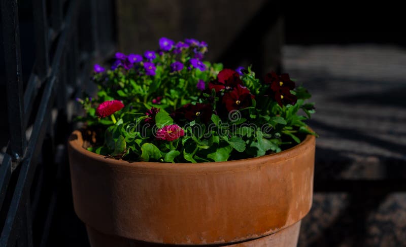 Group of Colorful Flowers in a Pot. Orange Terracotta Pot Stock Image ...