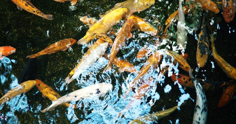 Group of Colorful Koi Fish Swimming in Pond Stock Image - Image of fish ... Group of Colorful Koi Fish Swimming in Pond Stock Image - Image of fish ...