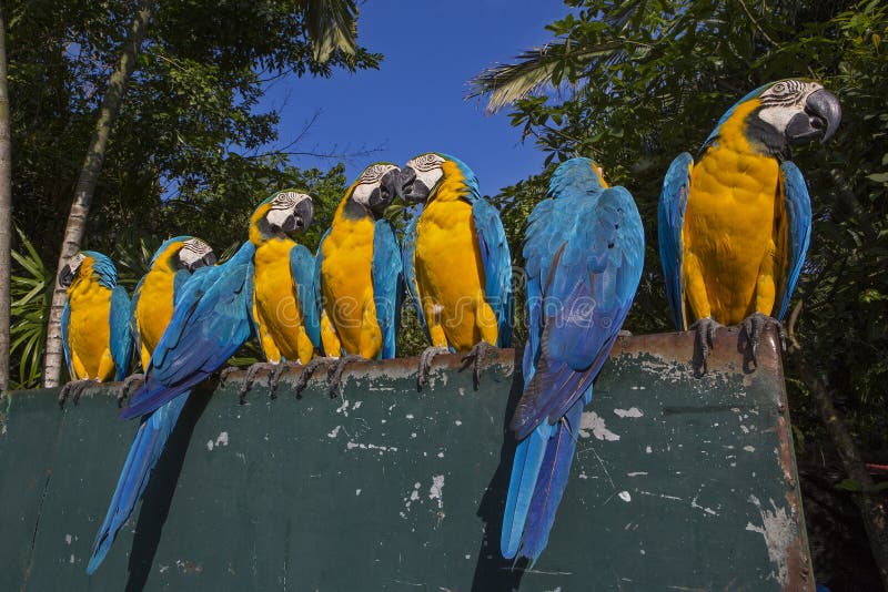 Group of Colorful Macaw on the Tree Stock Image - Image of beak, perch ...