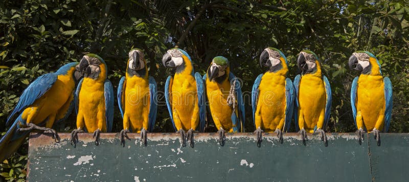 Group of Colorful Macaw on the Tree Stock Photo - Image of cute, aviary ...
