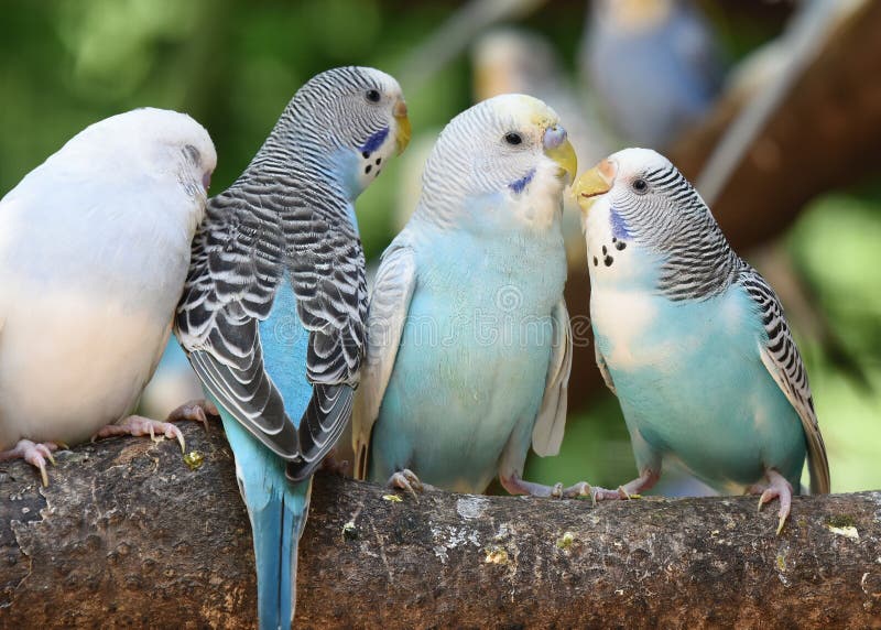 A Group of Colorful Parakeets- Sometimes Called Budgies- Perch on a ...