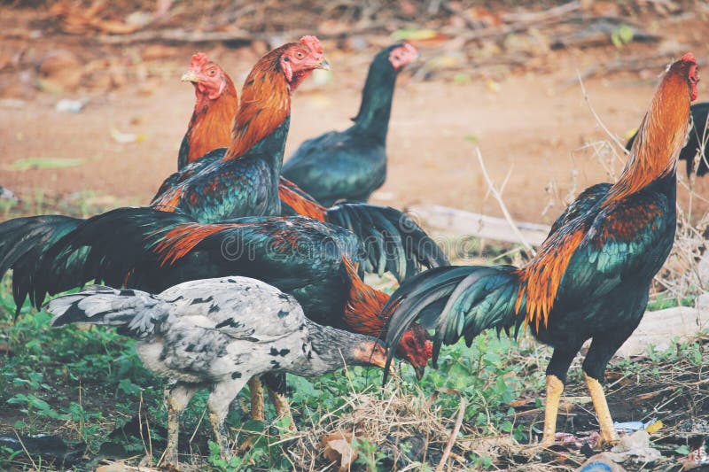 Group of Colorful Roosters and Hens Feeding in Natural Environment ...