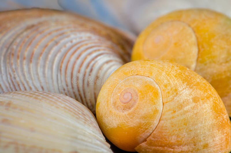 Group of Colorful Sea Shells, Macro. Stock Photo - Image of life ...