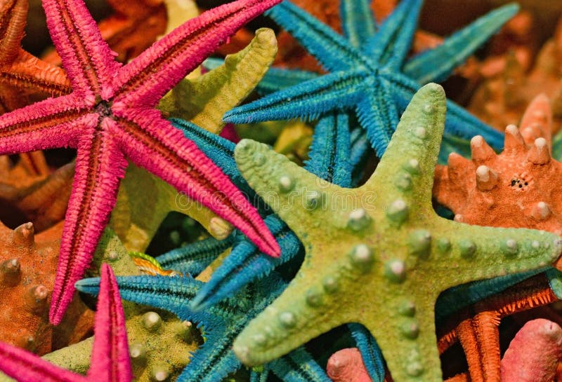 Group of Colorful Sea Stars Stock Image - Image of reef, animals: 151728747