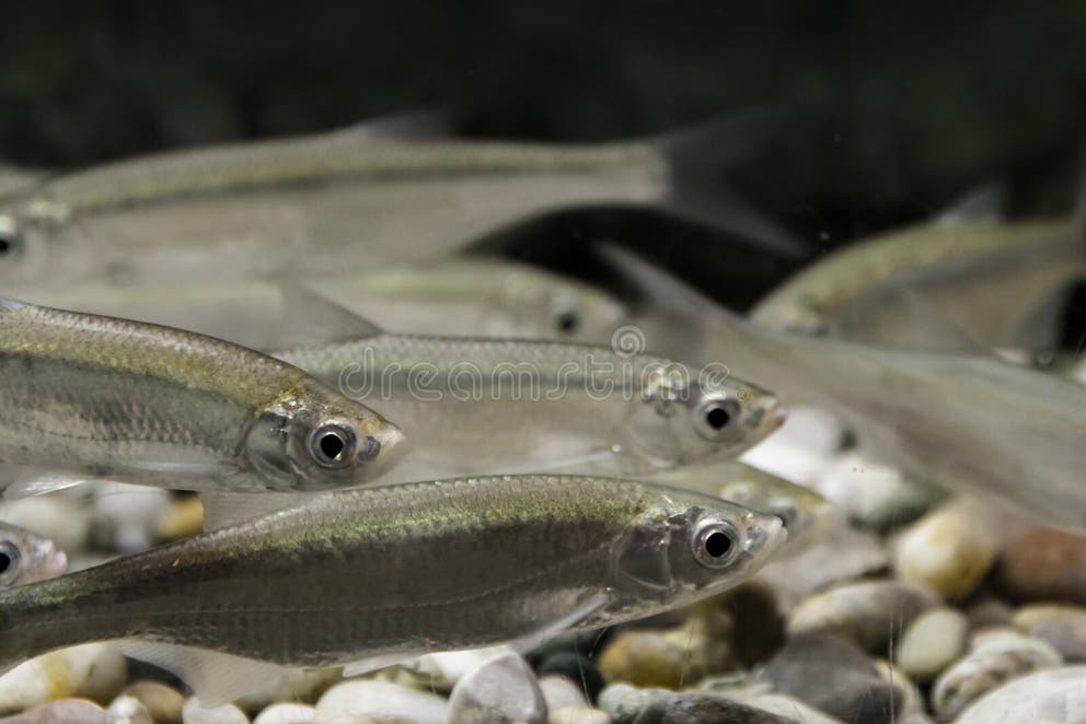 Group of Common Bleak in the Water Stock Image - Image of alburnus ...