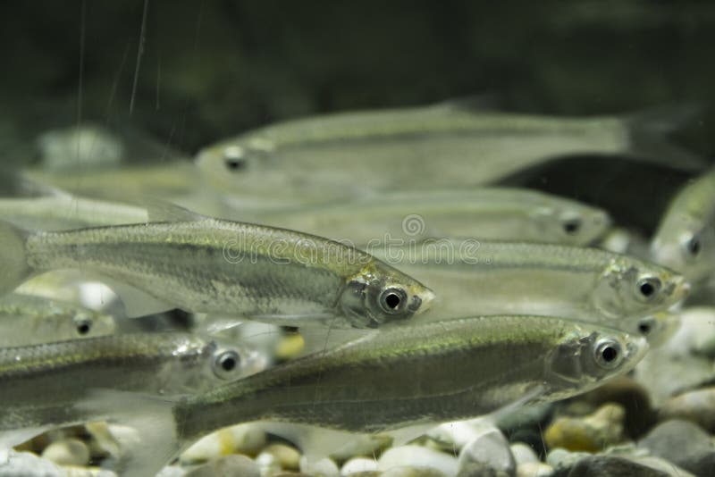 Group of Common Bleak in the Water Stock Photo - Image of fish, animal ...