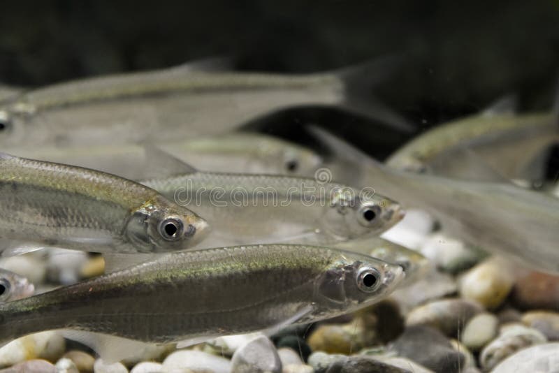 Group of Common Bleak in the Water Stock Photo - Image of europe ...