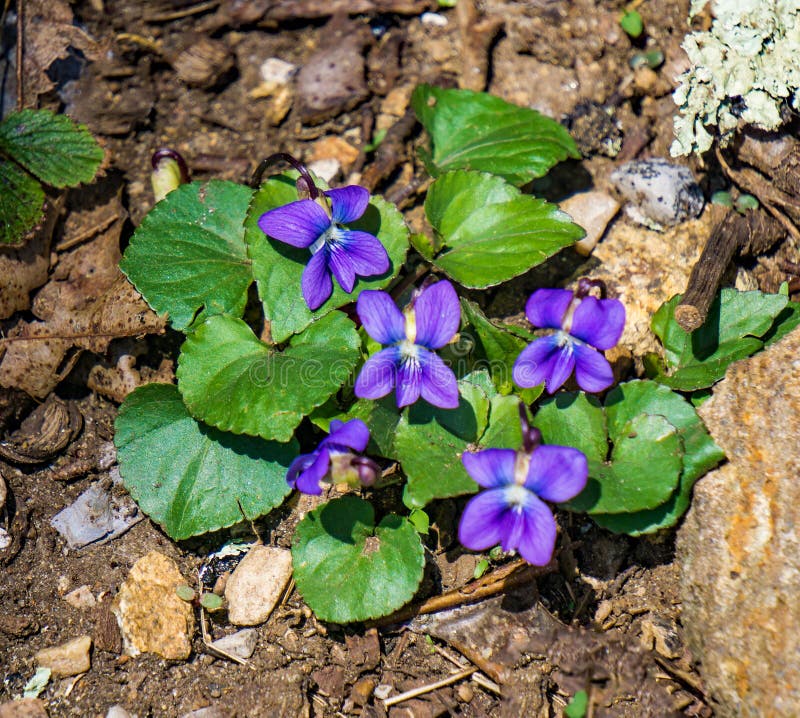 Group of Common Blue Violet Stock Image - Image of macro, appalachian ...