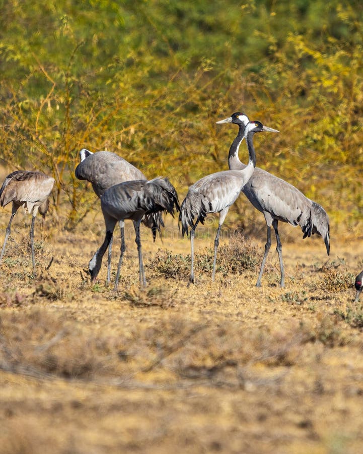 A Group of Common cranes stock photo. Image of land - 271223374