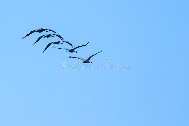 A Group of Common Cranes Flying Stock Image - Image of wings, land ...