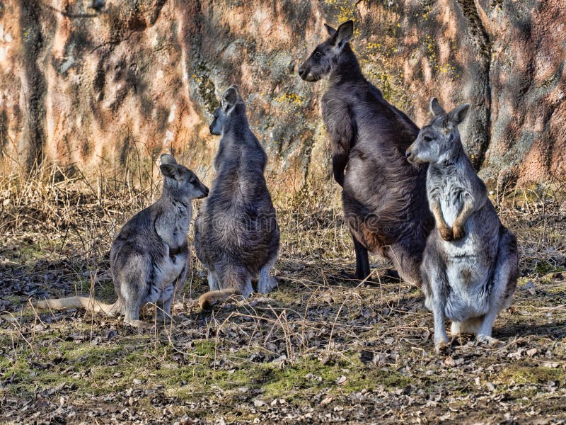 The Group of Common Wallaroo, Macropus R. Robustus. with Grown-up Cubs ...