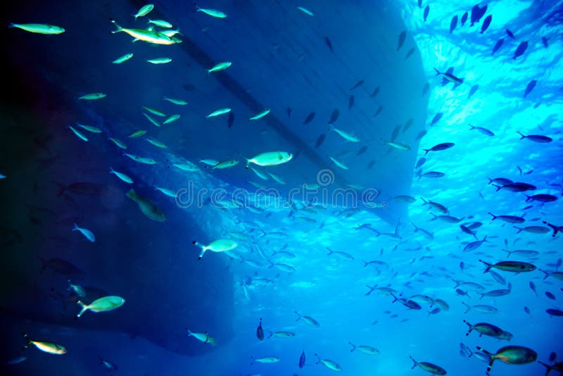 Coral fish in blue water. stock photo. Image of coral - 30021236