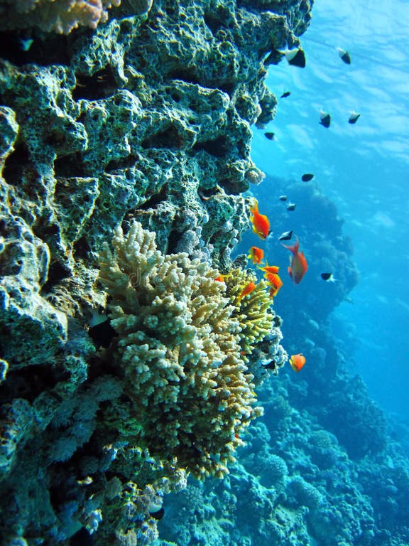Group of Coral Fish in Water. Stock Photo - Image of butterfly, ocean ...