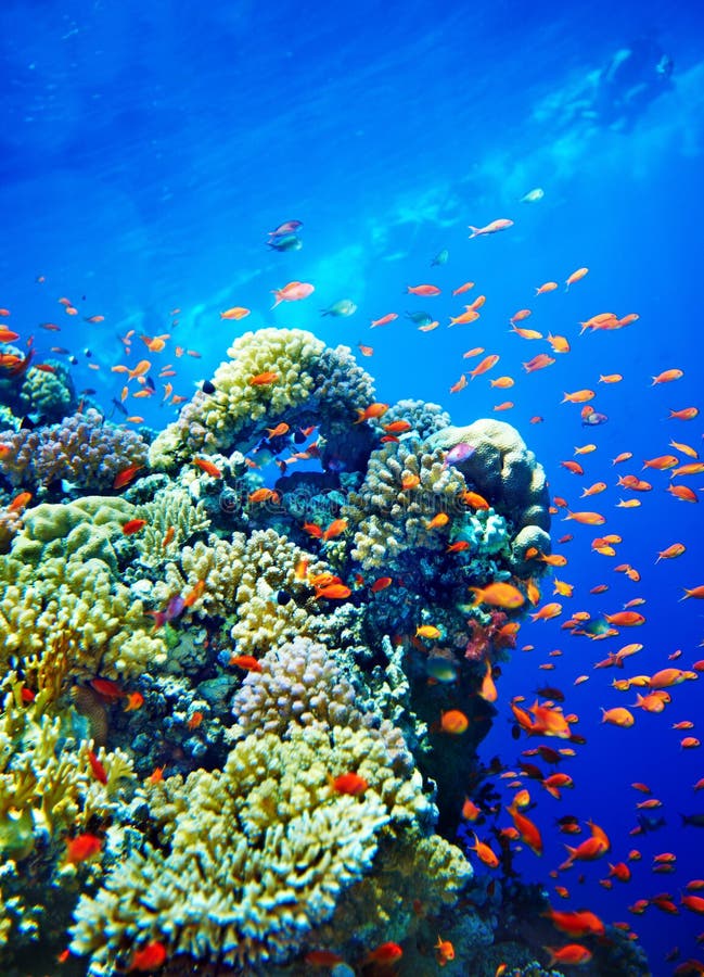 Group of coral fish water. stock image. Image of deep - 25078221