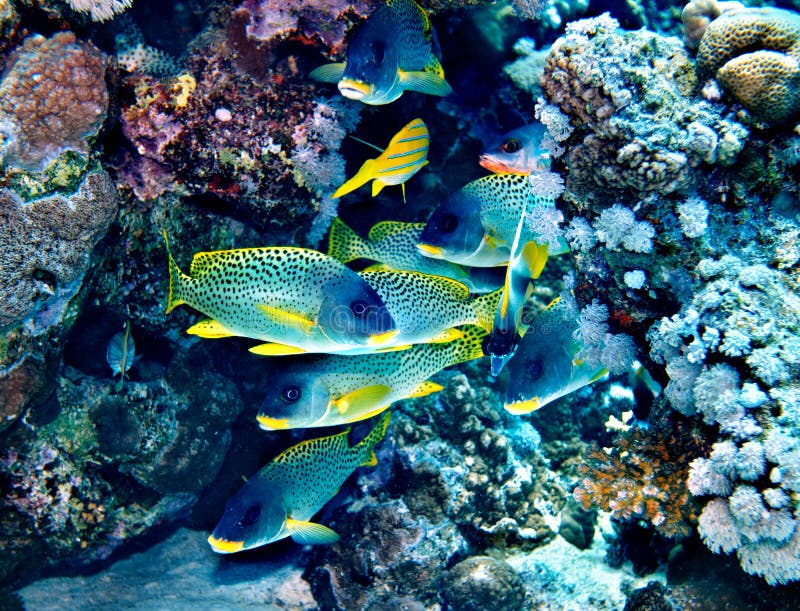 Group of Coral Fish in Water. Stock Photo - Image of scuba, snorkeling ...