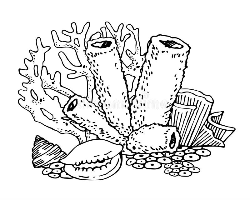 Group of Corals and Shells. Vector Outline Sketch Illustration Stock ...