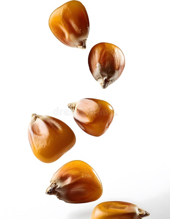 Group of Corn Grains Falling Freely Falling Freely on White Background ...