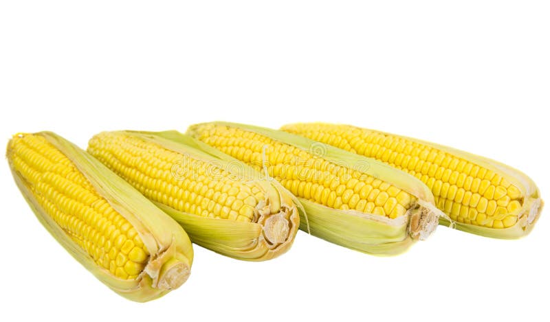 A Group of Corn II stock photo. Image of leaf, food, crop - 31566350