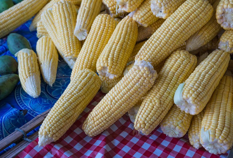 The group of corn for sale stock photo. Image of grain - 39908360