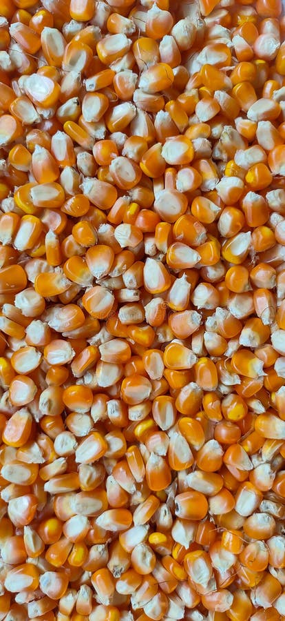Group of corn seed closeup stock image. Image of cooked - 222968975