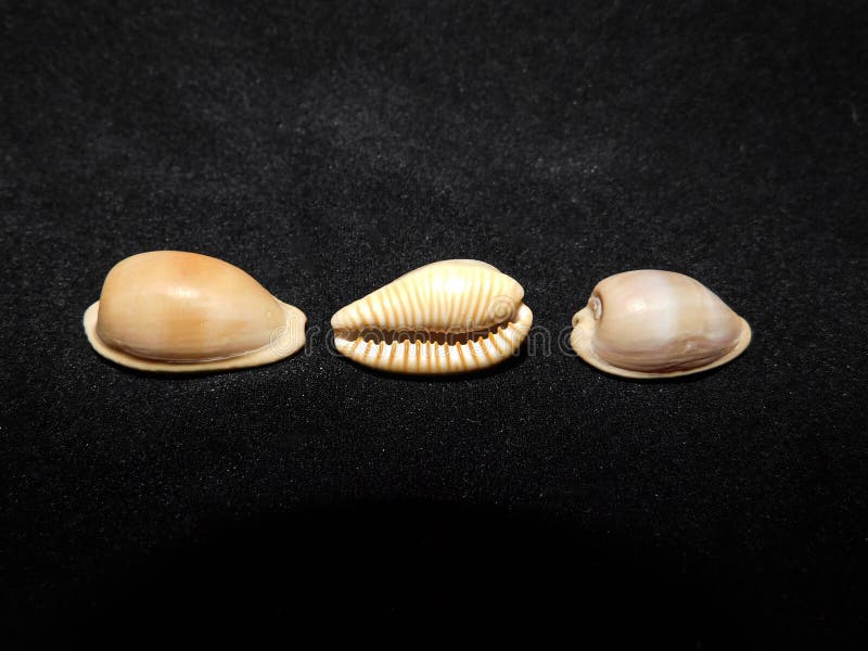 A group of Cowrie Shells stock photo. Image of coastline - 162299784