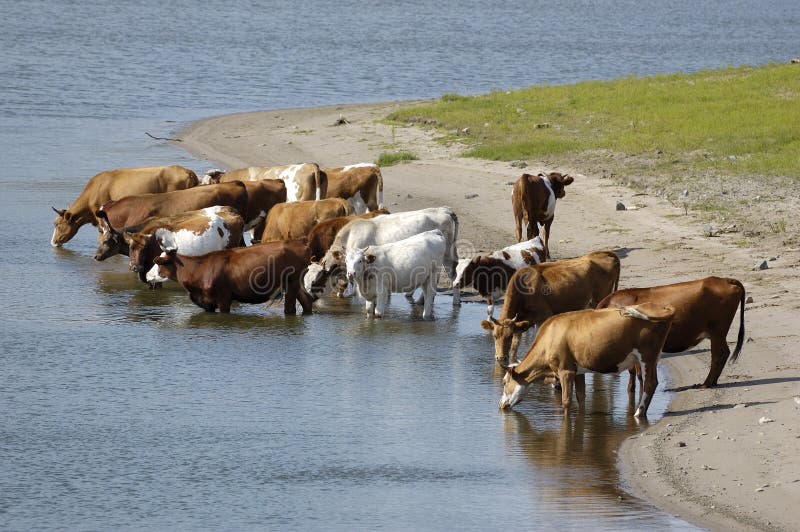 A group of cows stock photo. Image of mammals, grass, horse - 7830104