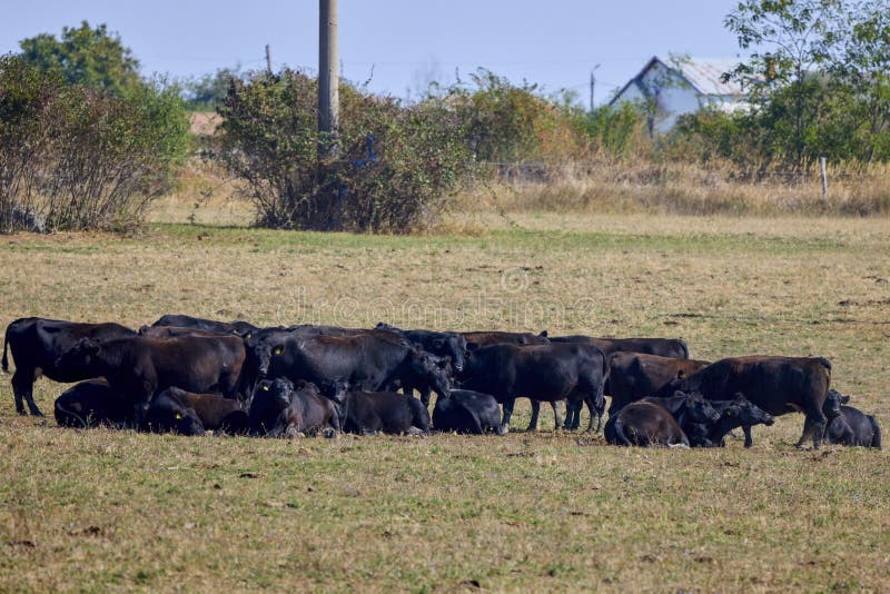 Group of Cows in an Agricultural Farm Stock Image - Image of mammal ...