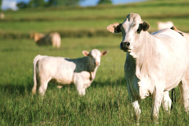 Group of Cows with Baby Cow. Stock Photo - Image of cattle, field: 53001290
