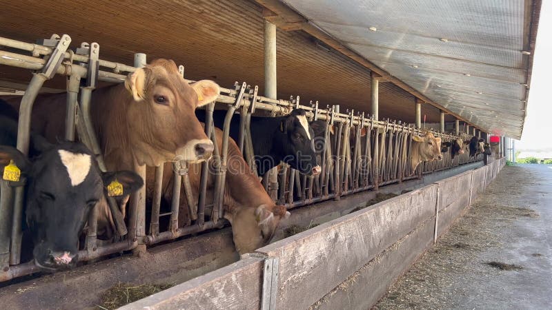 Cows eating hay in a barn stock video. Video of animal - 266023321