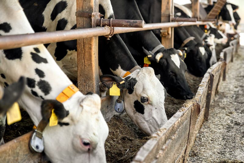 Group of Cows at Cowshed Eating Hay or Fodder on Dairy Farm Stock Photo ...