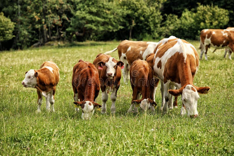 Group of Cows of Different Sizes on Pasture Editorial Stock Image ...