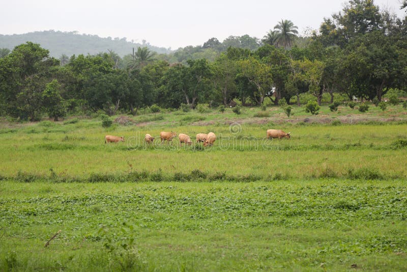 Group of Cows on the Edge of a Green Meadow, Beautiful Scenery with ...