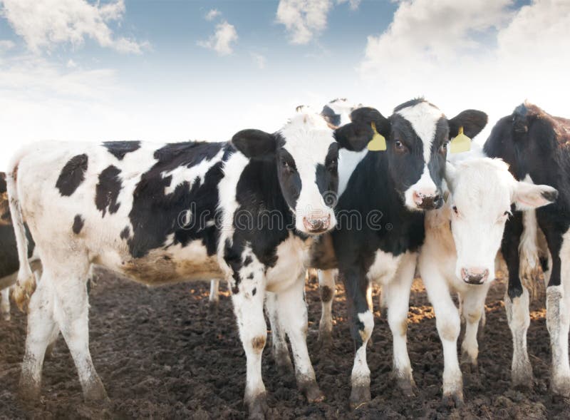 Group of cows stock photo. Image of ranch, heaven, tame - 42941434