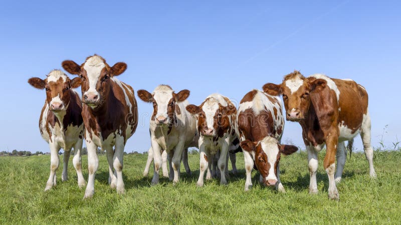 Group Cows in a Field, Red and White, Happy and Curious, a Blue Sky ...