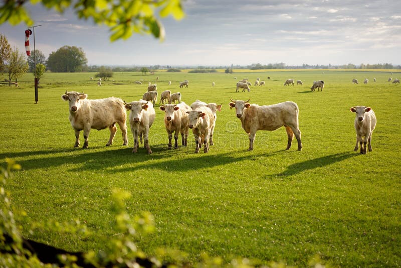 Group of cows stock image. Image of horizon, farm, environment - 115586919