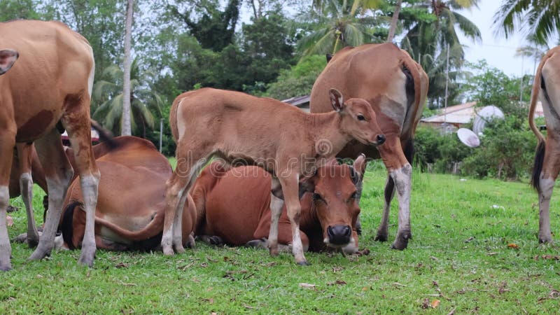 Group of Cows Front View on a Row in a Field Stock Footage - Video of ...