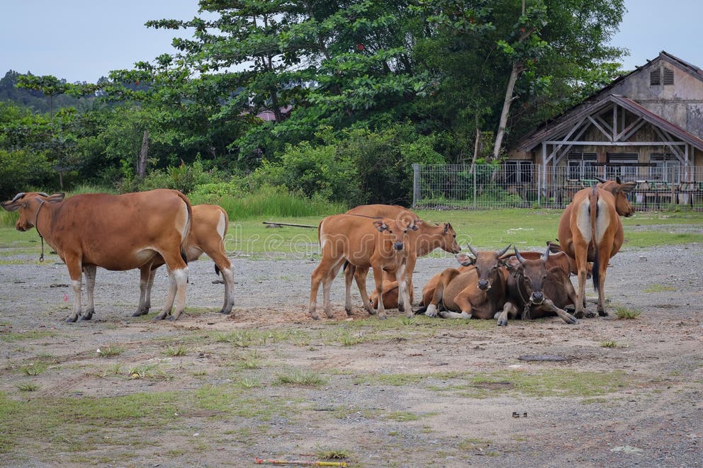 Group of Cows Front View on a Row in a Field Stock Photo - Image of ...