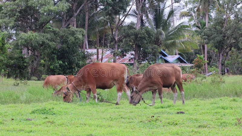 Group of Cows Front View on a Row in a Field Stock Footage - Video of ...
