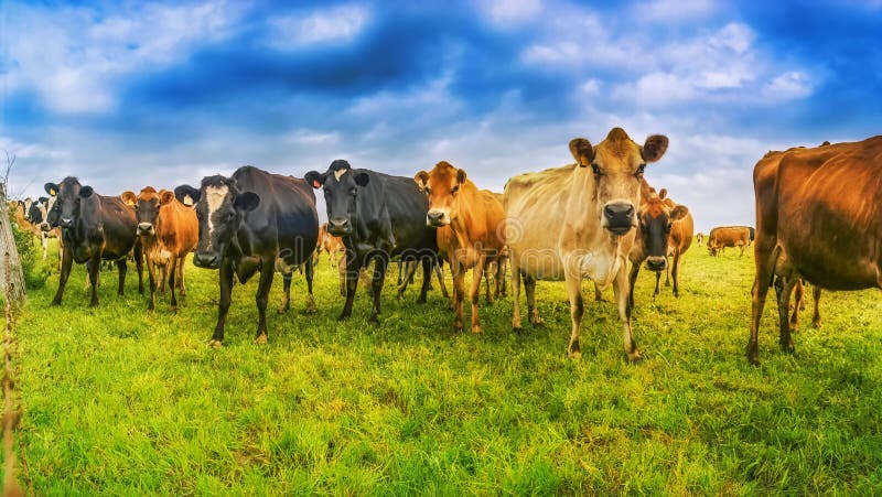 Group of Cows Grazing in Farm Paddock Stock Photo - Image of nonurban ...