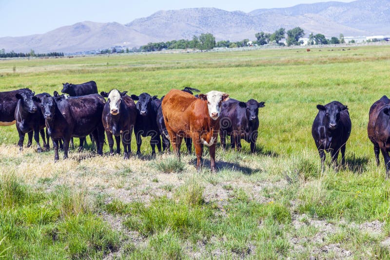 Group of Cows Grazing on the Meadow Stock Photo - Image of dryness ...
