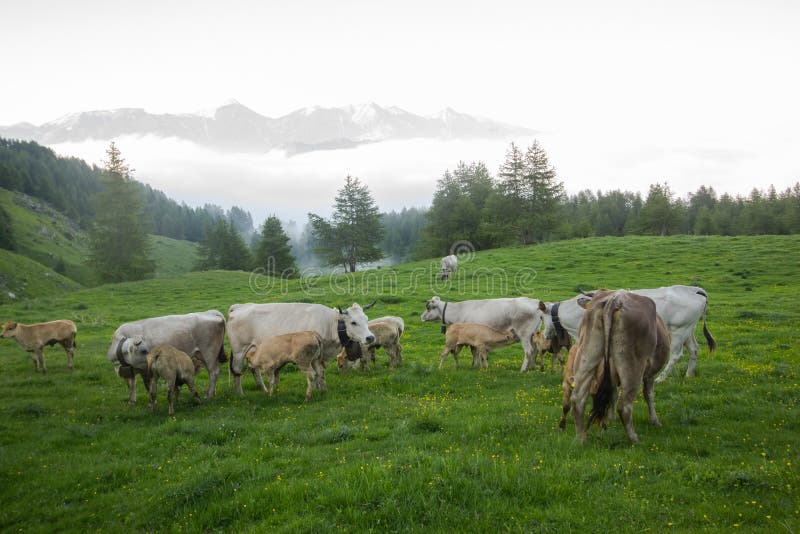Cows in green field stock image. Image of environment - 38009801