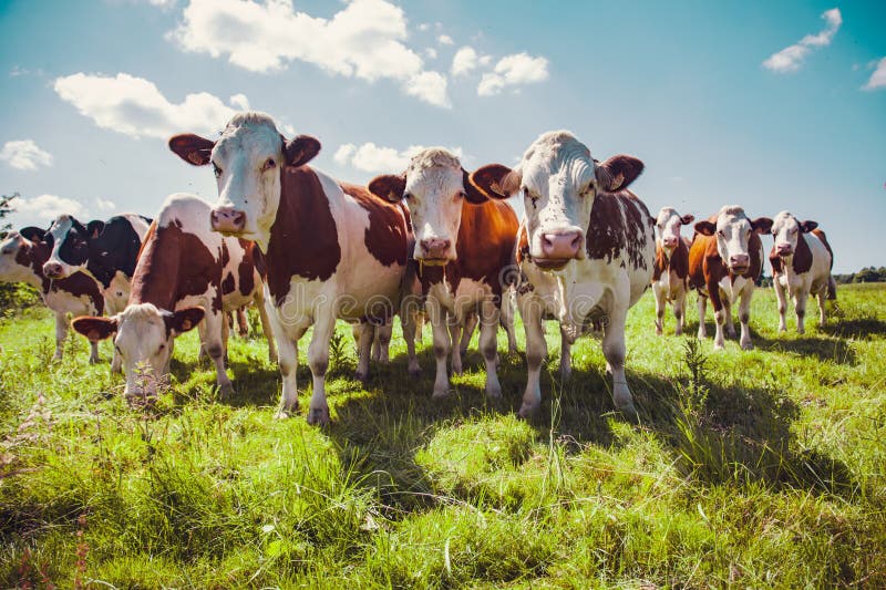 Group of Cows in the Green Pasture Stock Image - Image of pasture, cows ...