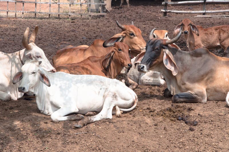Group of cows stock photo. Image of farming, ground, food - 32353396
