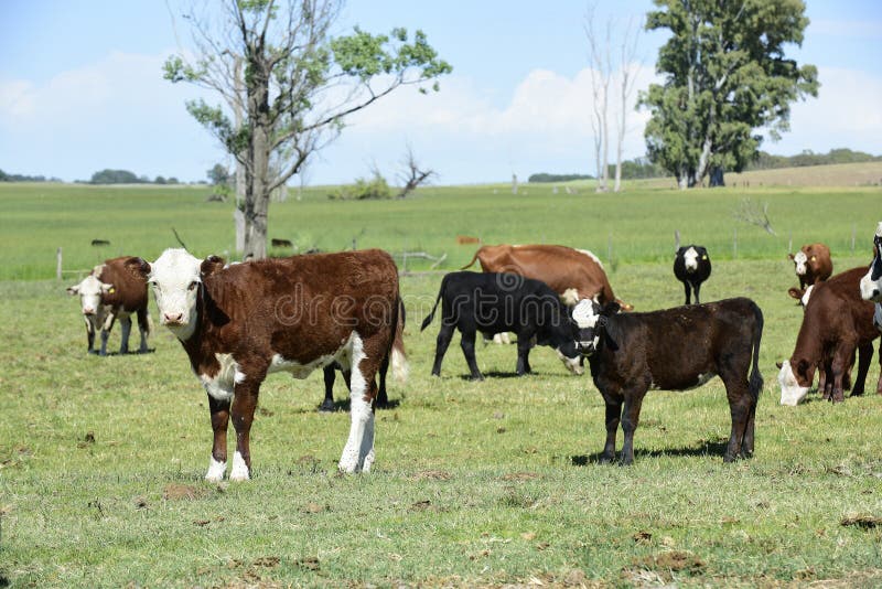Group of Cows Looking at the Camera, Buenos Aires Province, Stock Photo ...